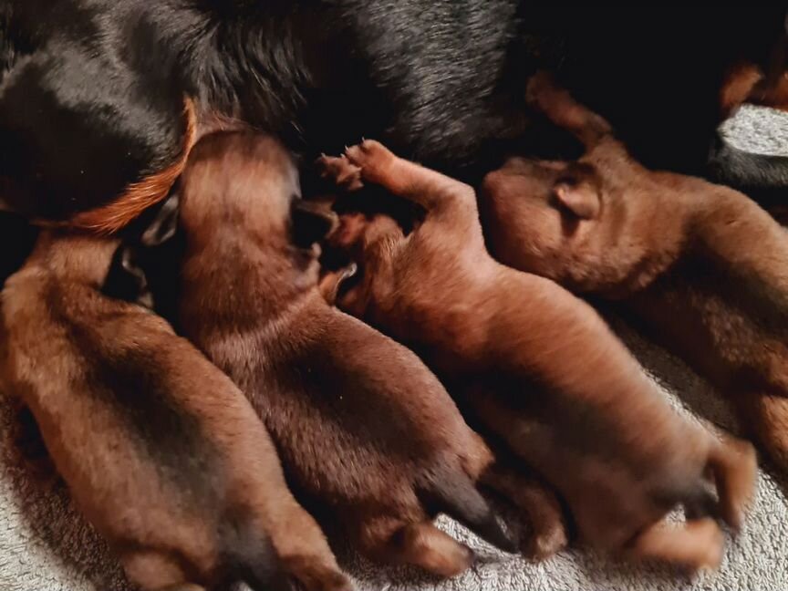 Щенки Пти-брабансон