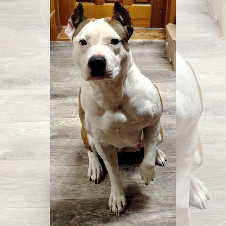 Амстафф вязка