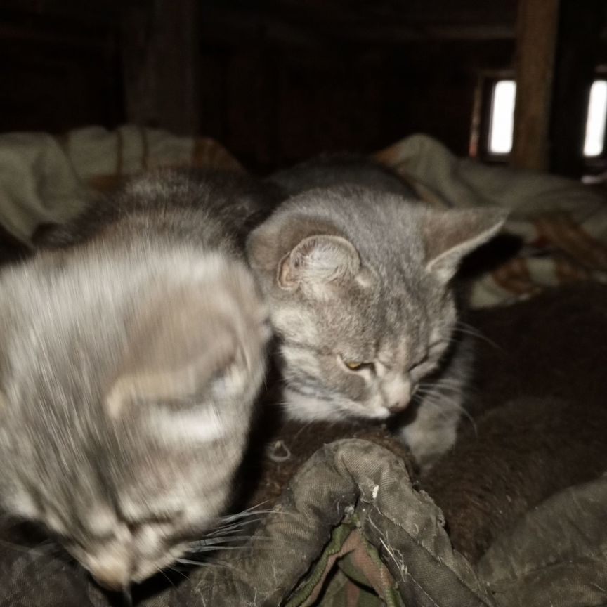 Котята в добрые руки даром