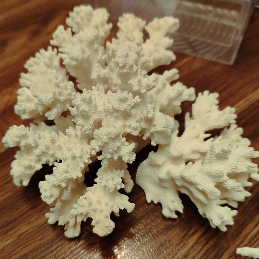 Коралл, градусник, отсадник, губка