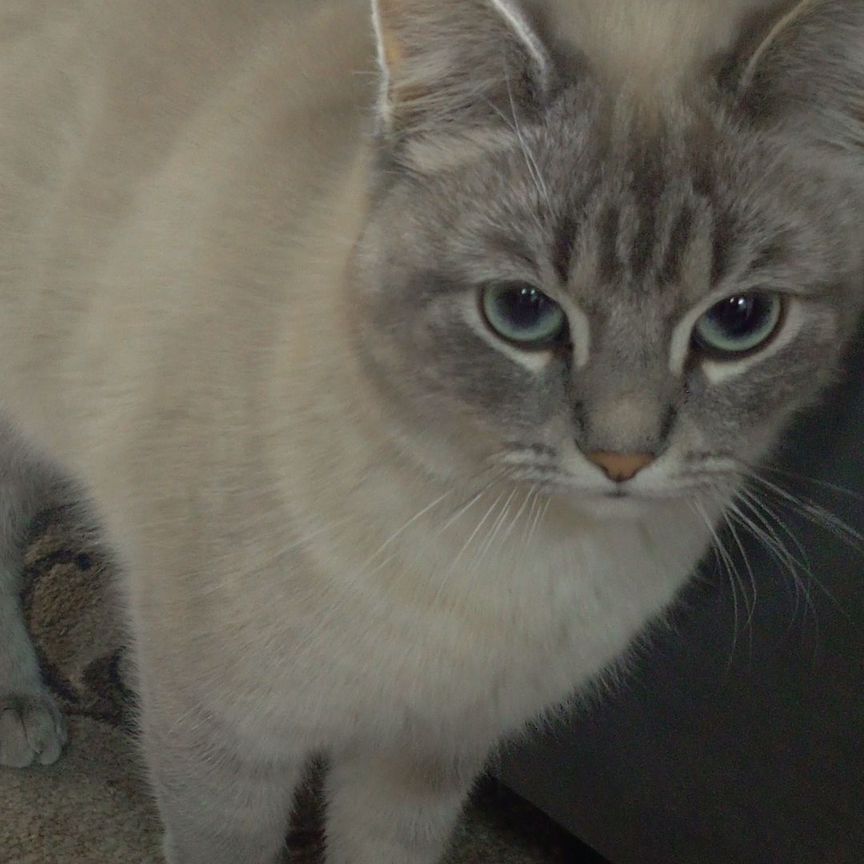 Отдам кота в добрые руки бесплатно, возраст 1 год