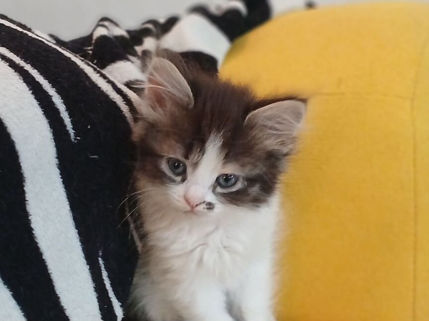 Кошка