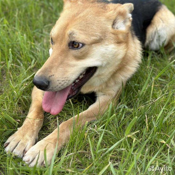 Девочка Айва очень хочет домой