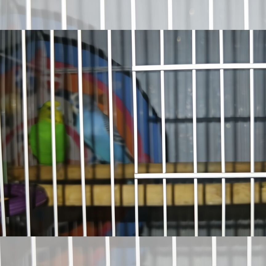 Волнистый попугай с клеткой