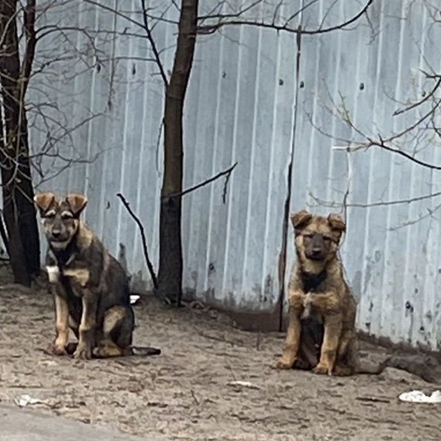 Щенок в добрые руки