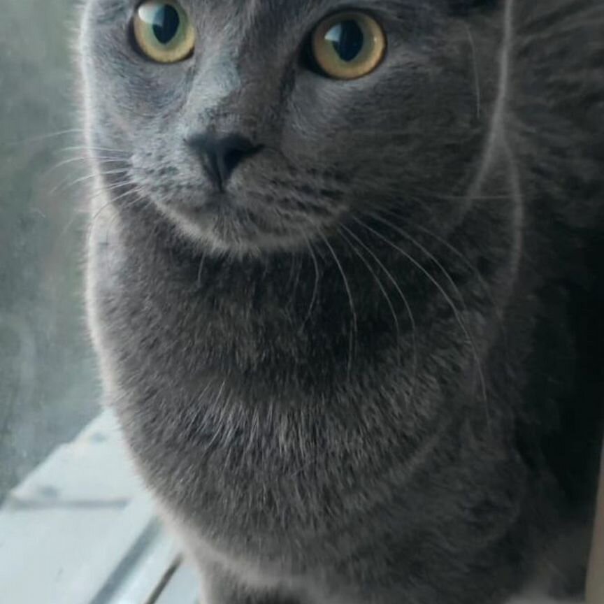 Кошки