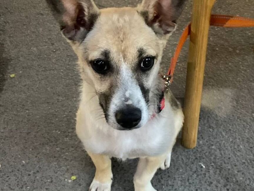 Буби ищет семью