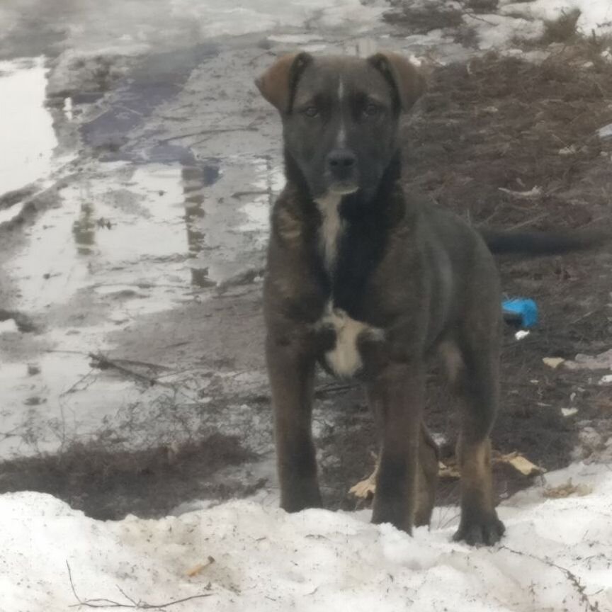 Щенок в добрые руки бесплатно Самара