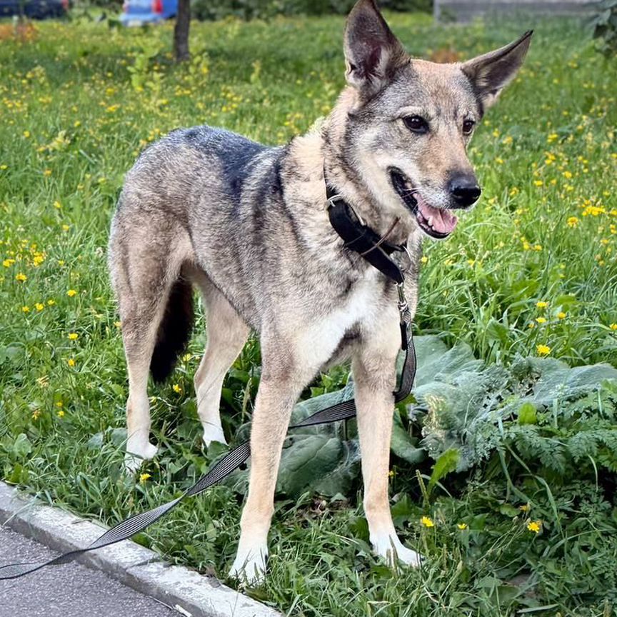 Чудо собака в добрые руки