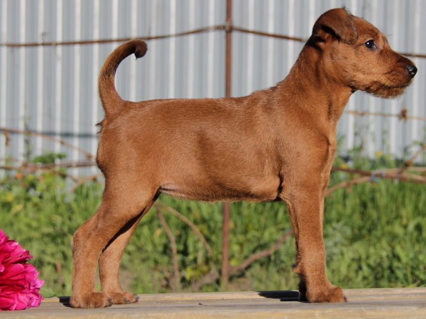 Ирландский терьер