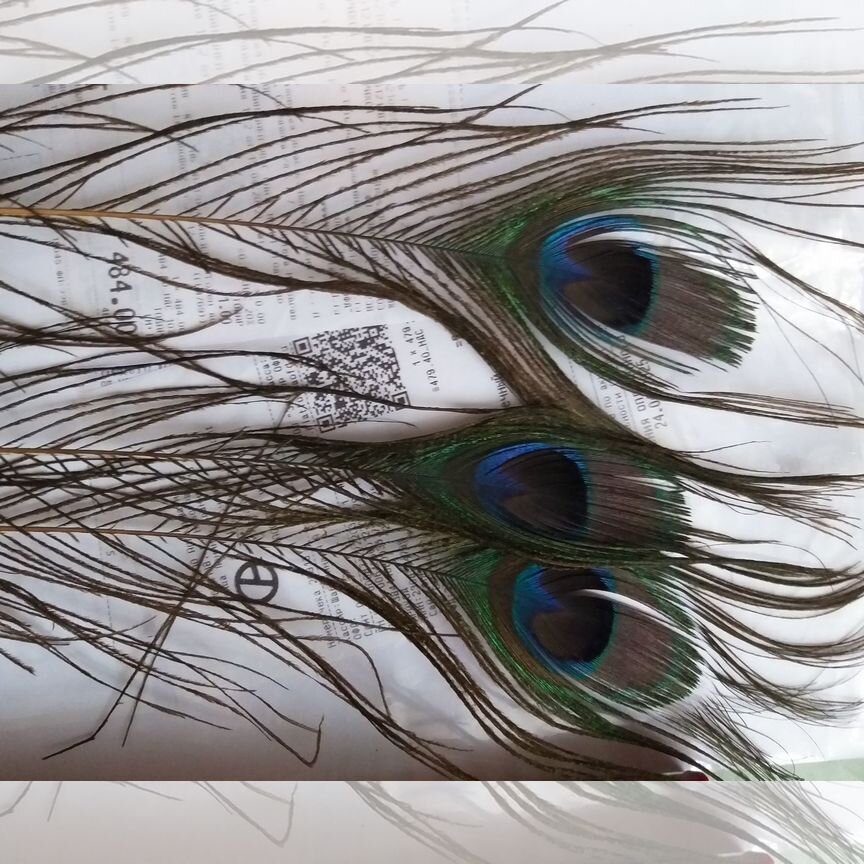 Перья павлина