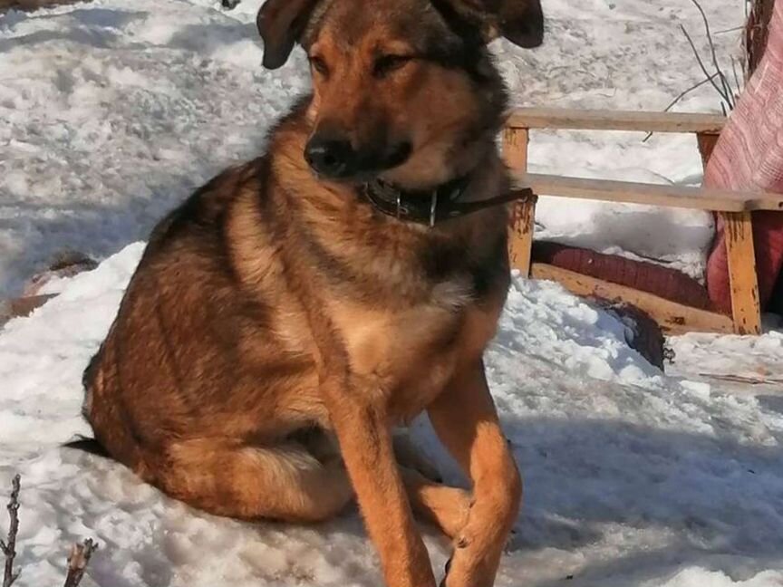 Собака в добрые руки