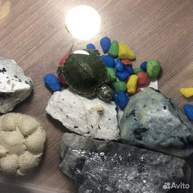 Красноухая черепаха маленькая