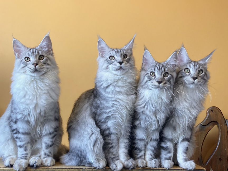 Котята мейн-кун