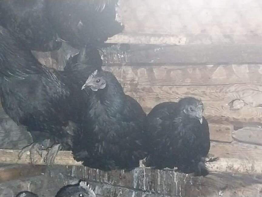 Семья кур ухейлюй