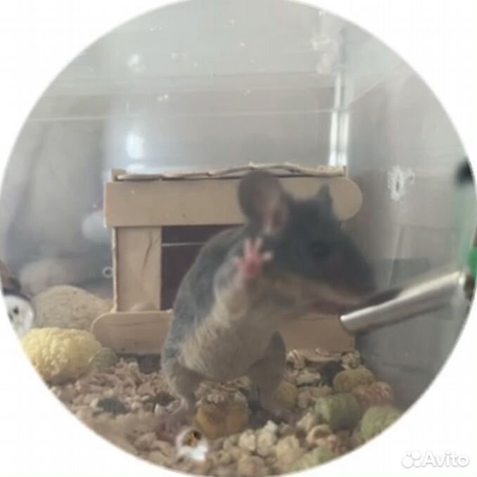 Мышь домашняя