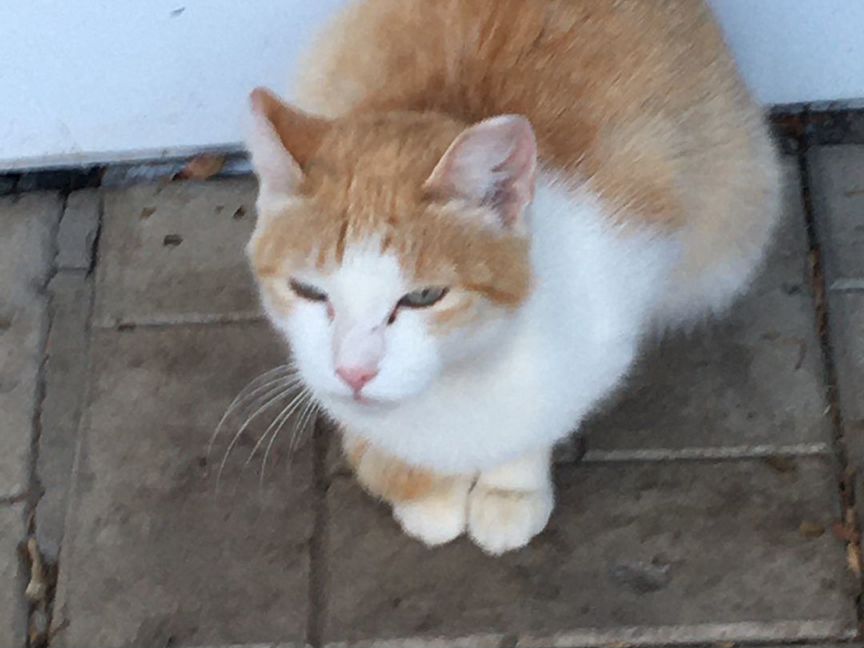 Красивая кошечка