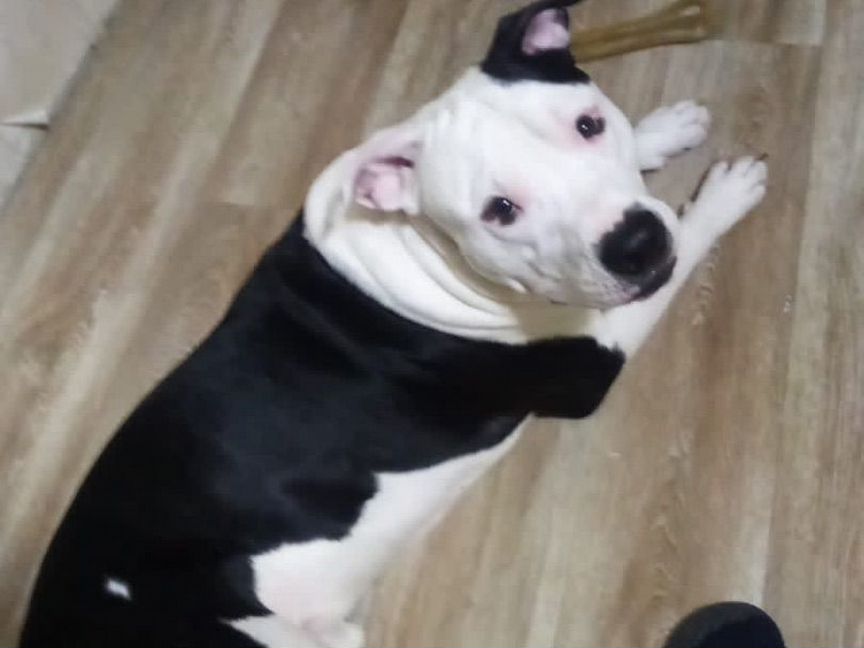 Американский питбуль