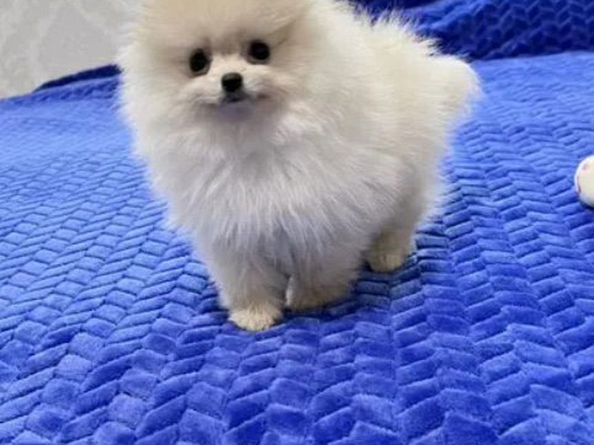 Померанский шпиц мини мишка