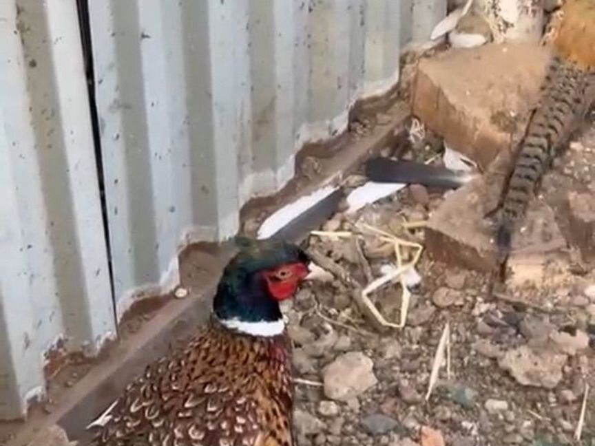 Фазаны разных пород