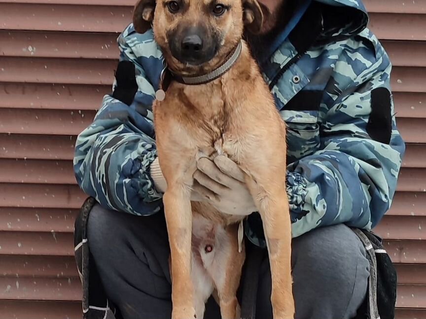 Собака с глазами, как у кота из Шрека