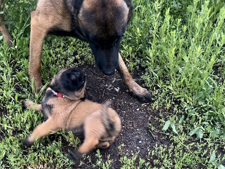 Щенки малинуа из племенного питомника бестиа бо