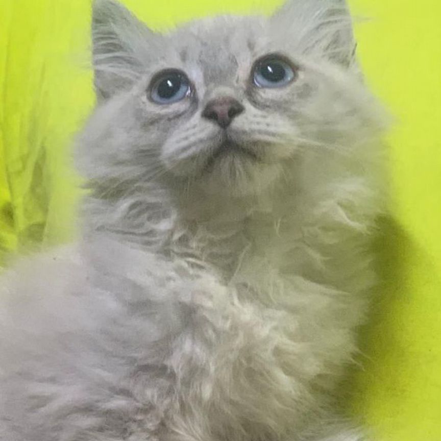 Котенок мальчик