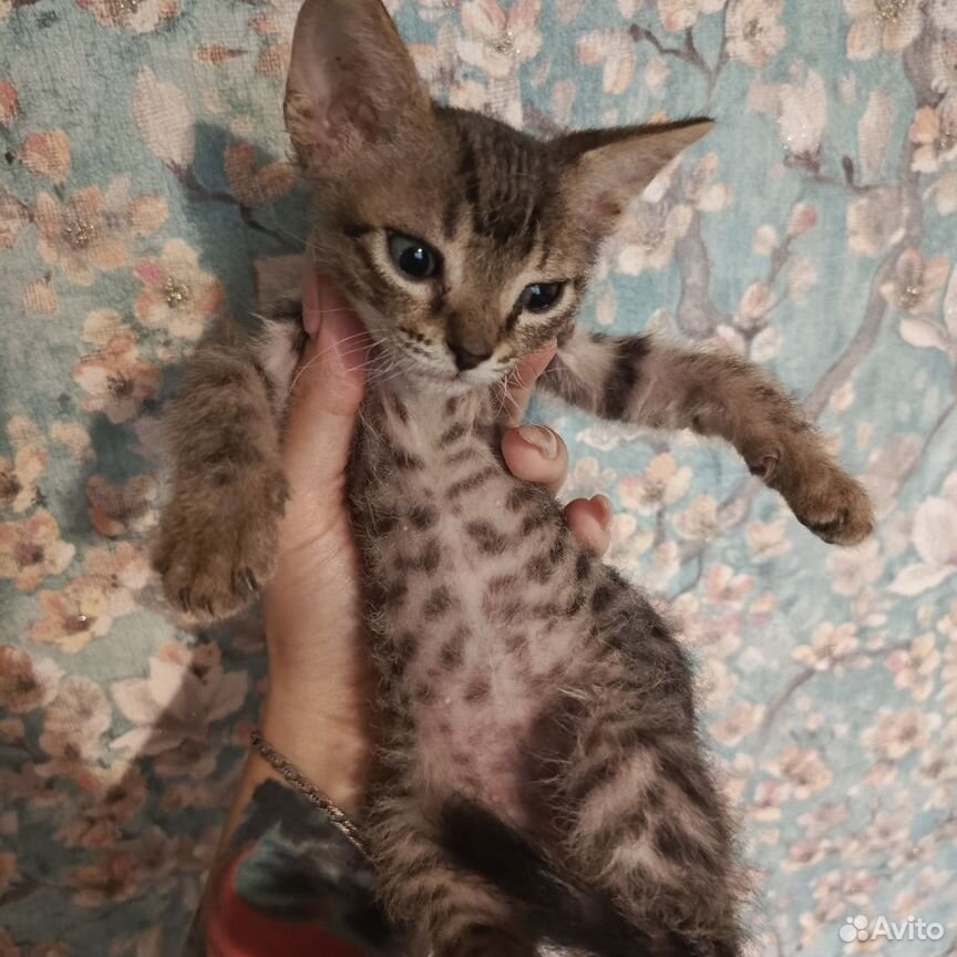 Донской сфинкс котята браш