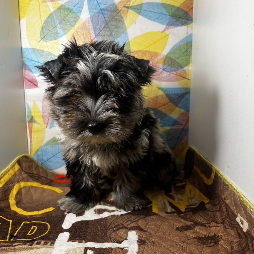 Йоркширский терьер