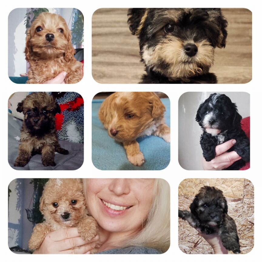 Мальтипу-детишки разных окрасов