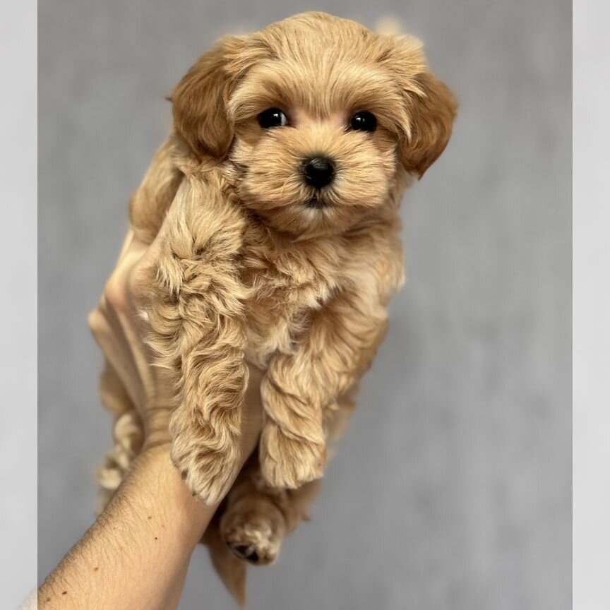 Мальтипу, щенок