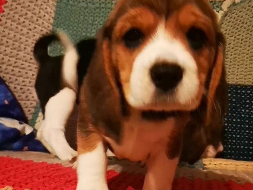 Щенки бигль