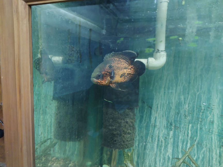 Аквариумные рыбки бесплатно