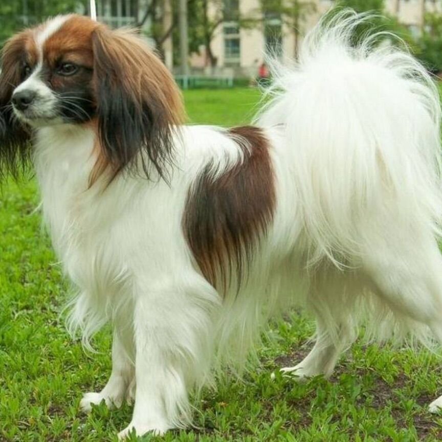 Собака контенинтальный той спаниель,фален