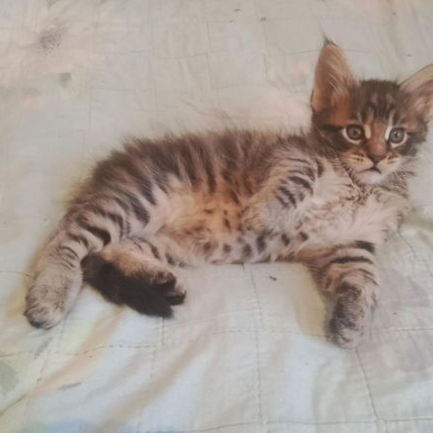 Котята мейн-кун