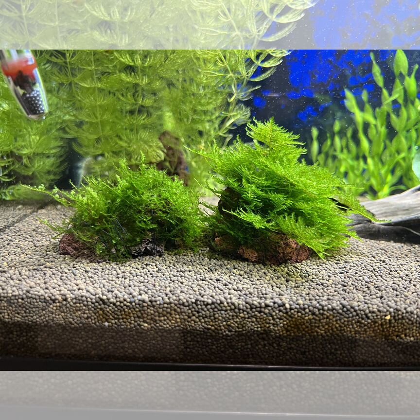 Лава вулканическая пророщенная