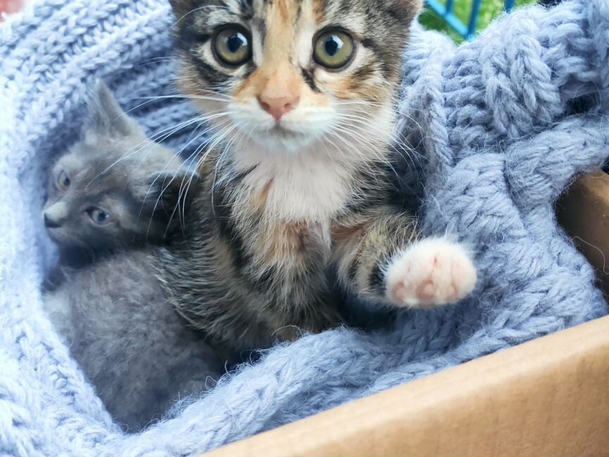 Кошка