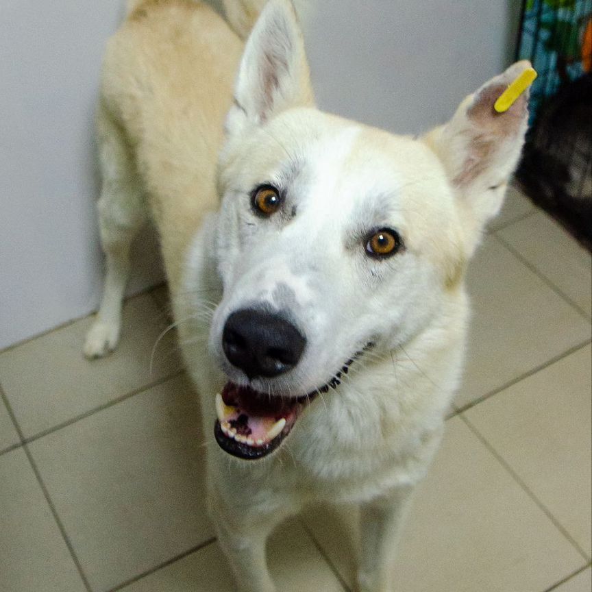 Отдам собаку в добрые руки