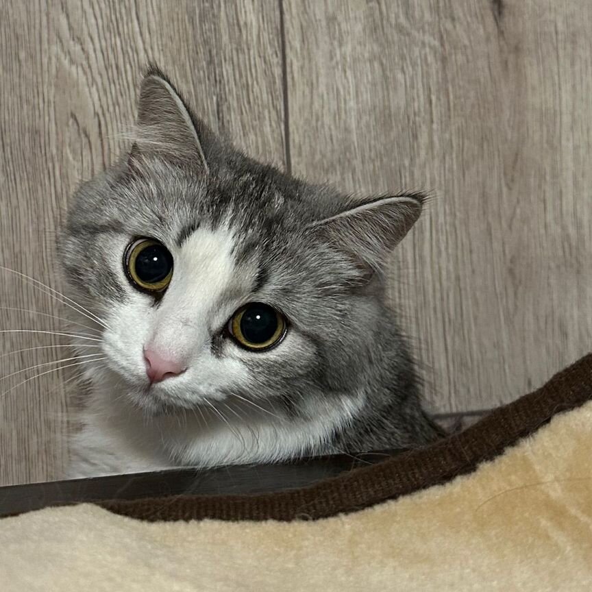 Кошка в добрые руки