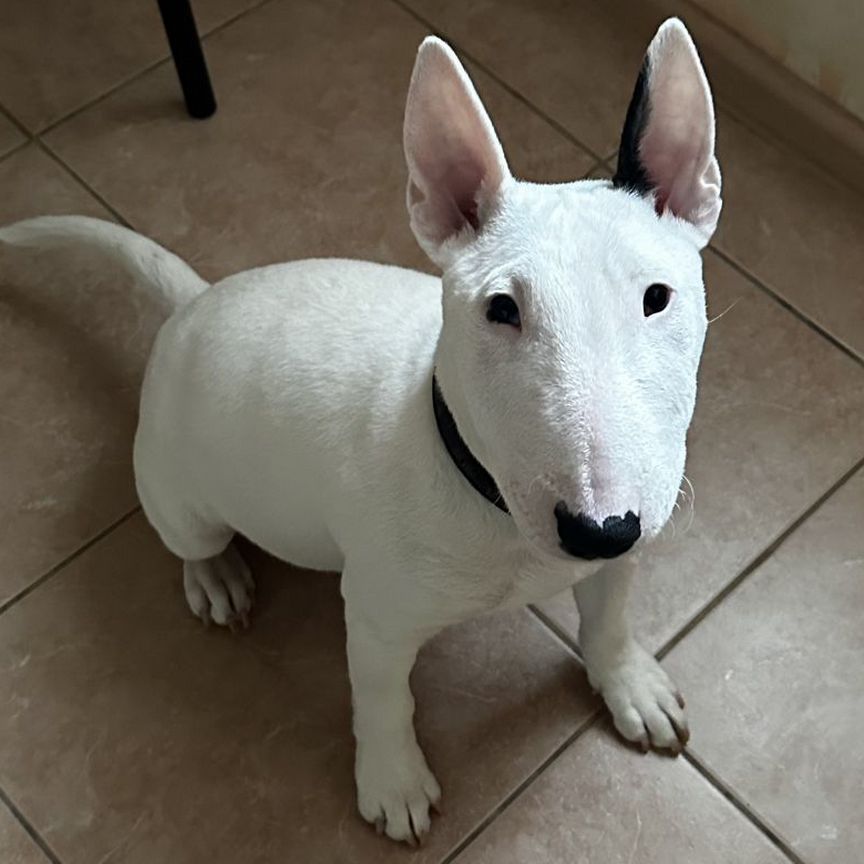 Мини-бультерьер, щенок