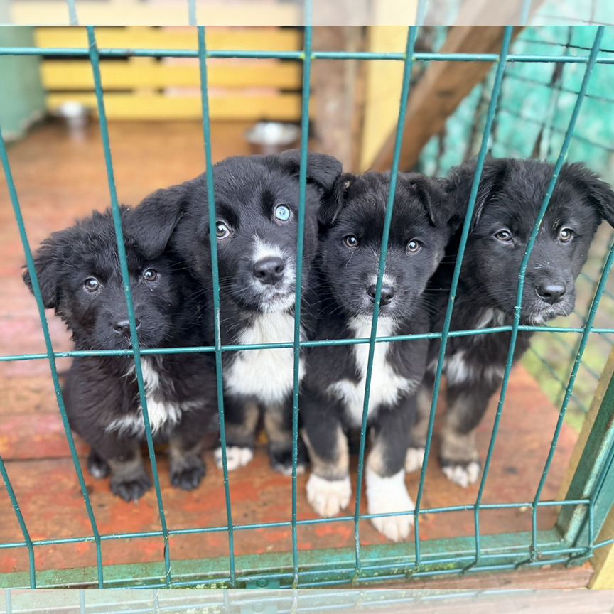 Щенок в добрые руки