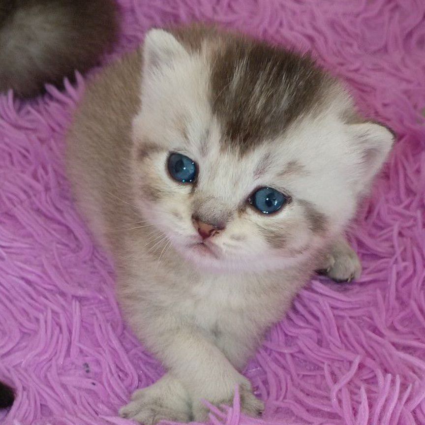 Шотландский вислоухий короткошёрстный котёнок
