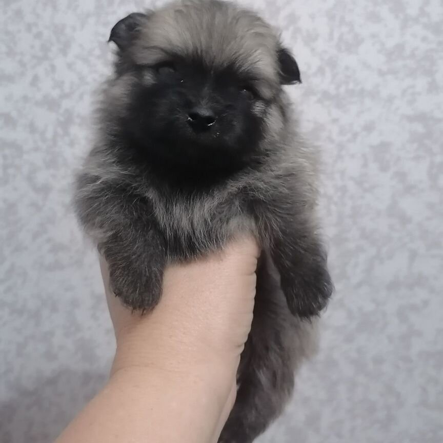 Померанский шпиц, щенок