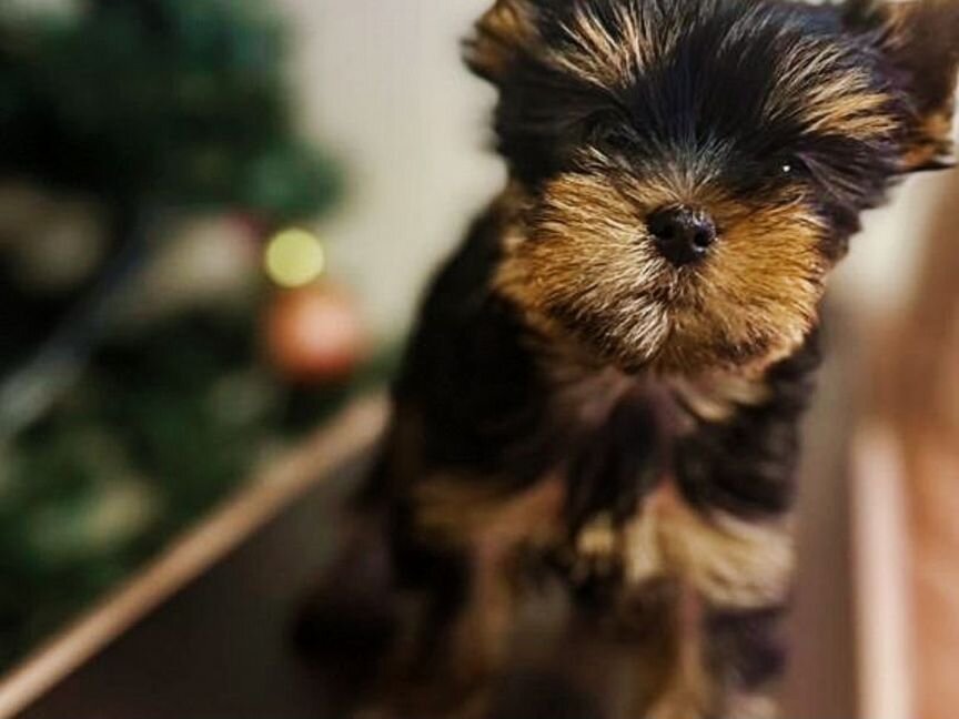 Йоркширский терьер