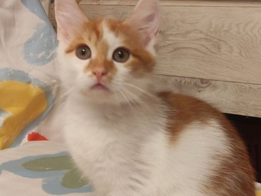 Котик Митяй