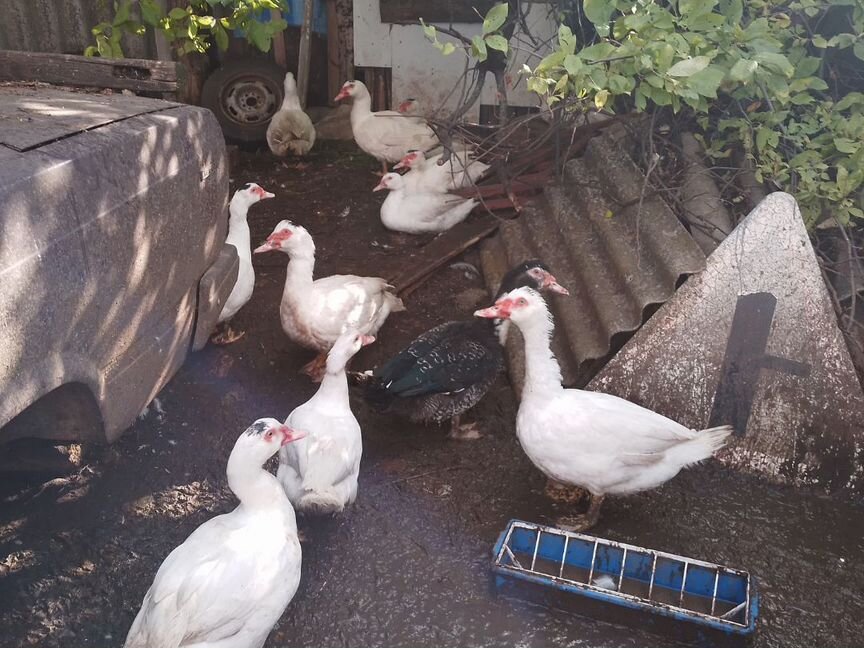 Продаю индоуток