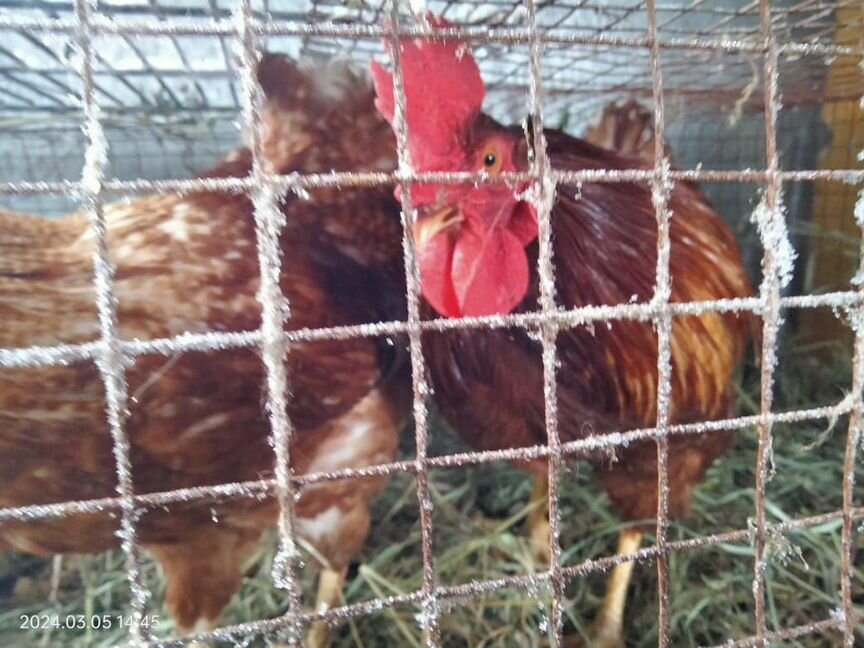 Петушки молодки 3шт