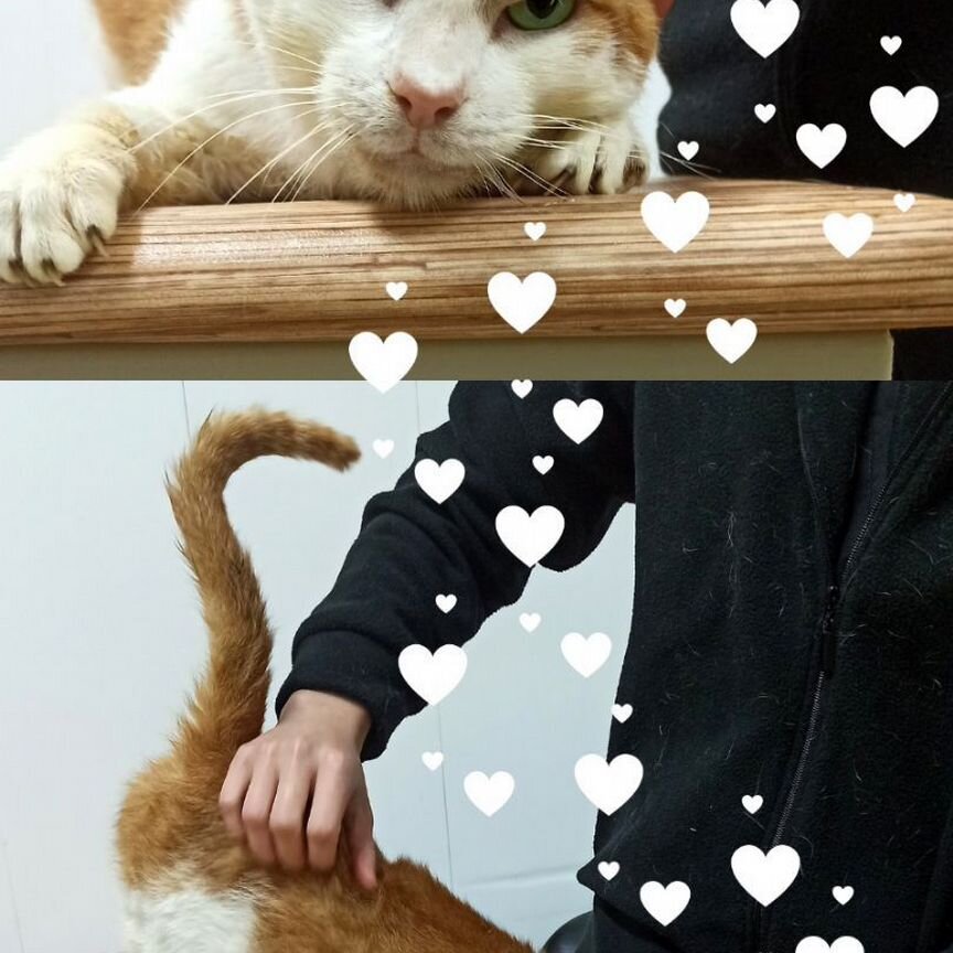 Котик без зубов ищет дом