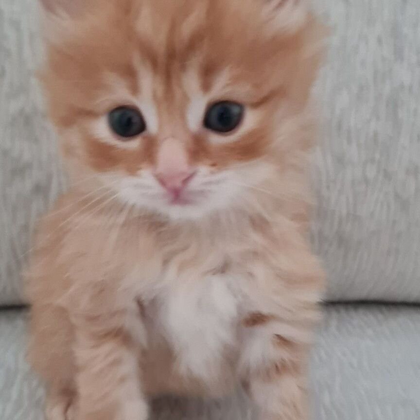 Котята