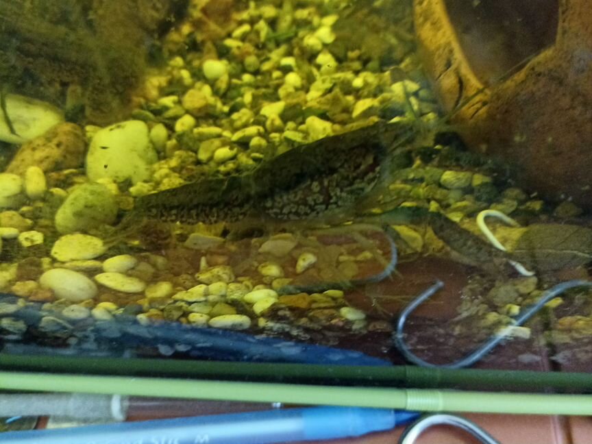 Креветки, раки, сапфировый попугай